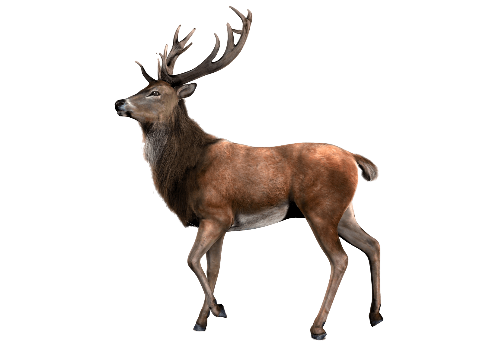 Beautiful Deer PNG Transparent Background 1600x1200px - Filesize ...