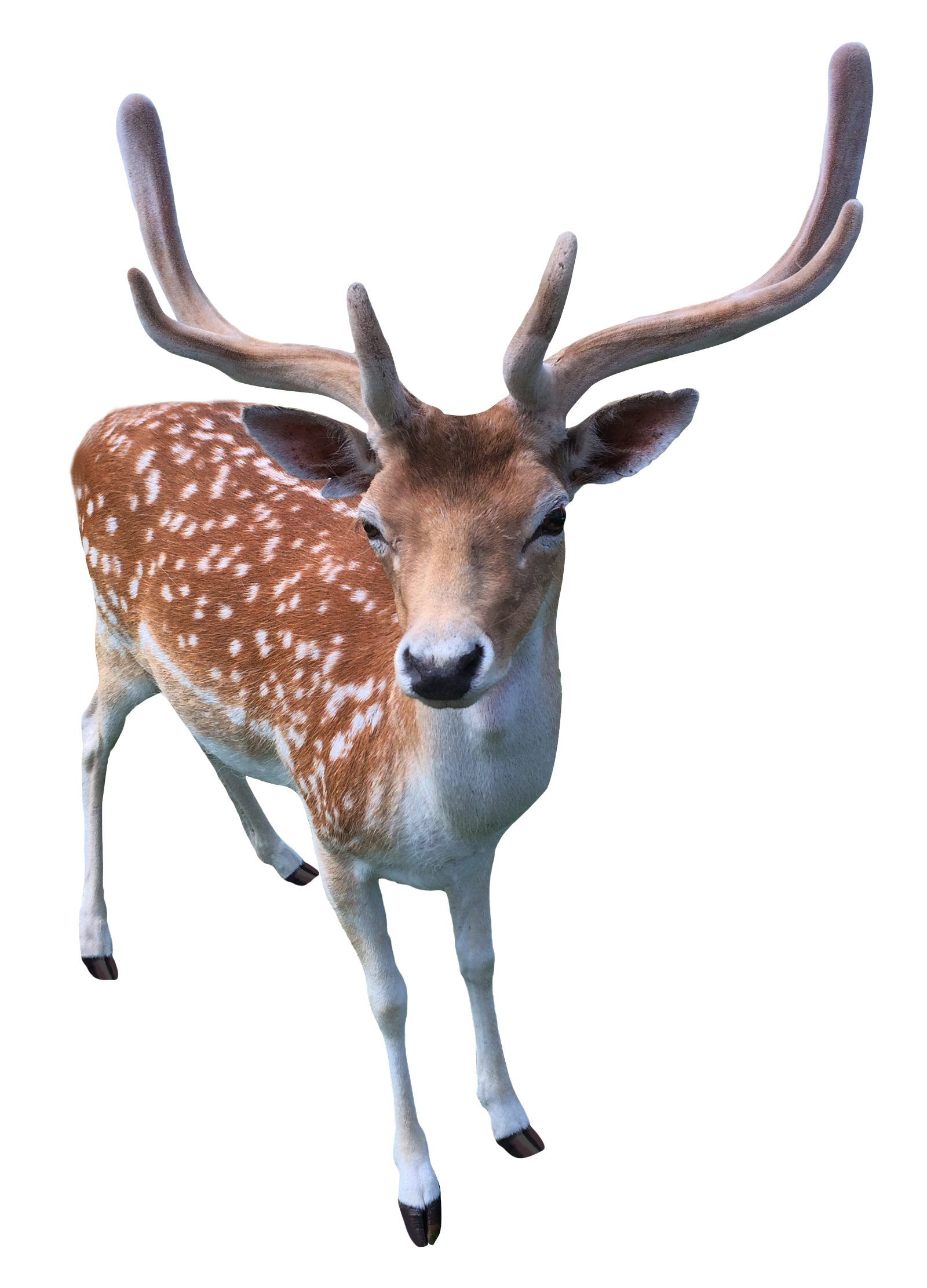 Doe Picture PNG Transparent Background 1600x2222px - Filesize ...