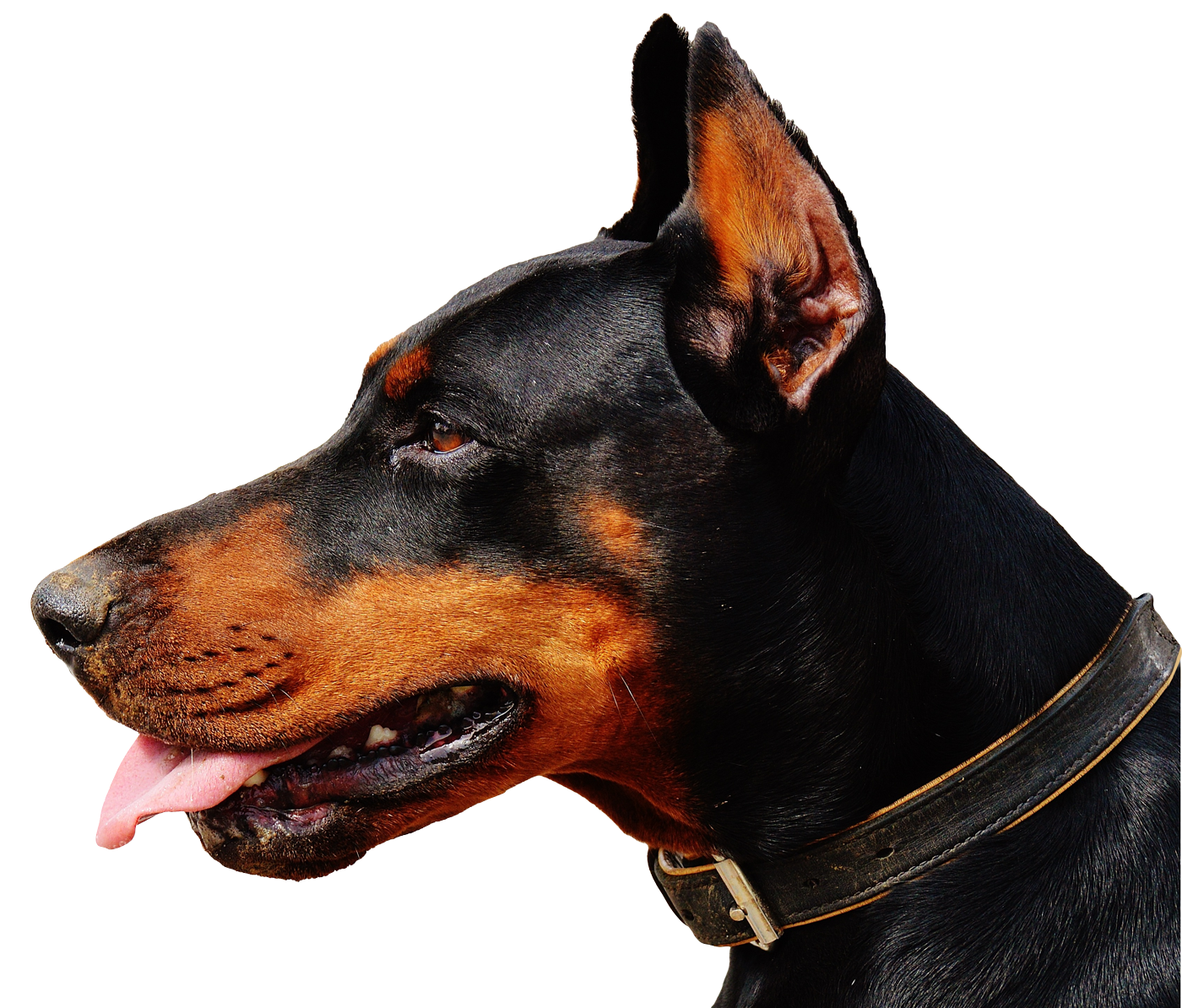Dog Free Cut Out PNG Transparent Background 1400x1194px - Filesize ...