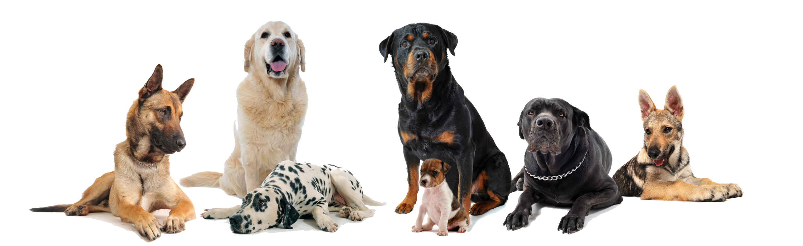 Dog Groups PNG Transparent Background 2551x784px - Filesize: 1428068kb ...