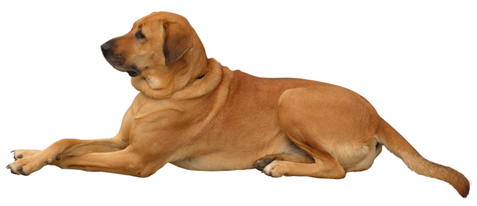 Dog Picture PNG Transparent Background 981x425px - Filesize: 370931kb ...