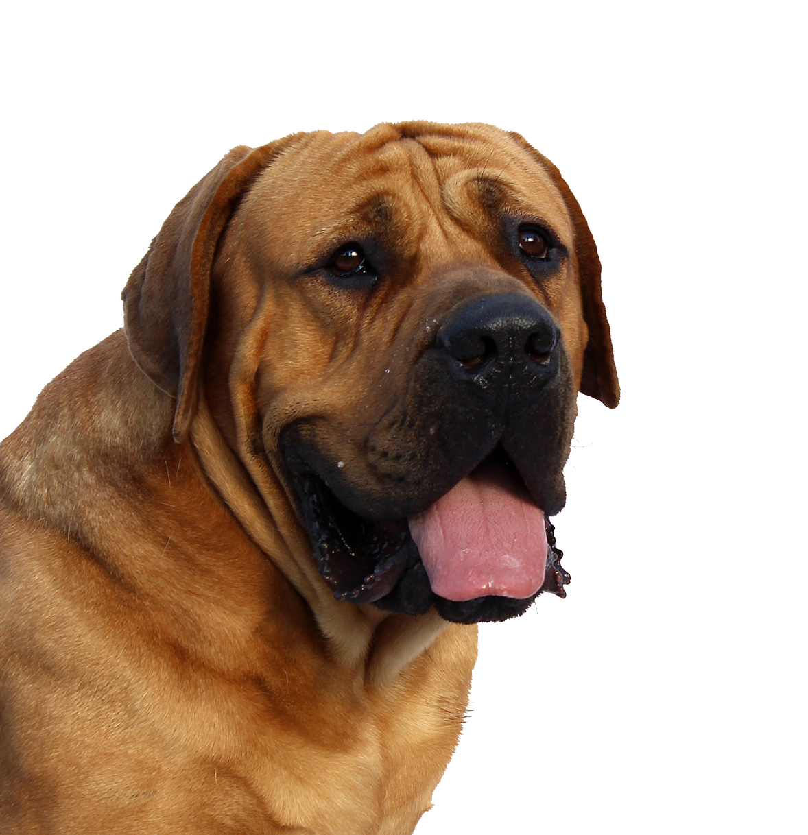 Hd Image Dog PNG Transparent Background 1178x1218px - Filesize ...