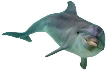Front View Dolphin Clipart Photos PNG Transparent Background 373x243px ...