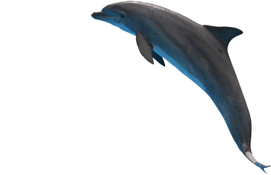 Water, Sea, Fishes, Live, Dancing Dolphin PNG Transparent Background ...