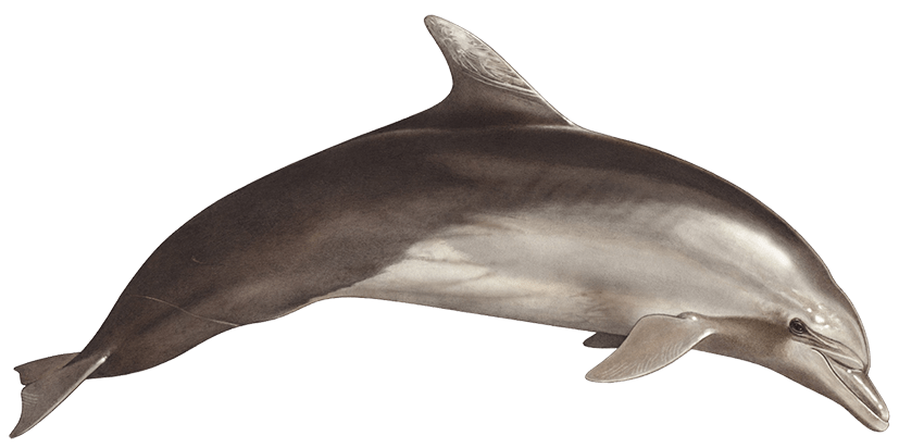 Brown Cute Dolphin Hd PNG Transparent Background 827x412px - Filesize ...
