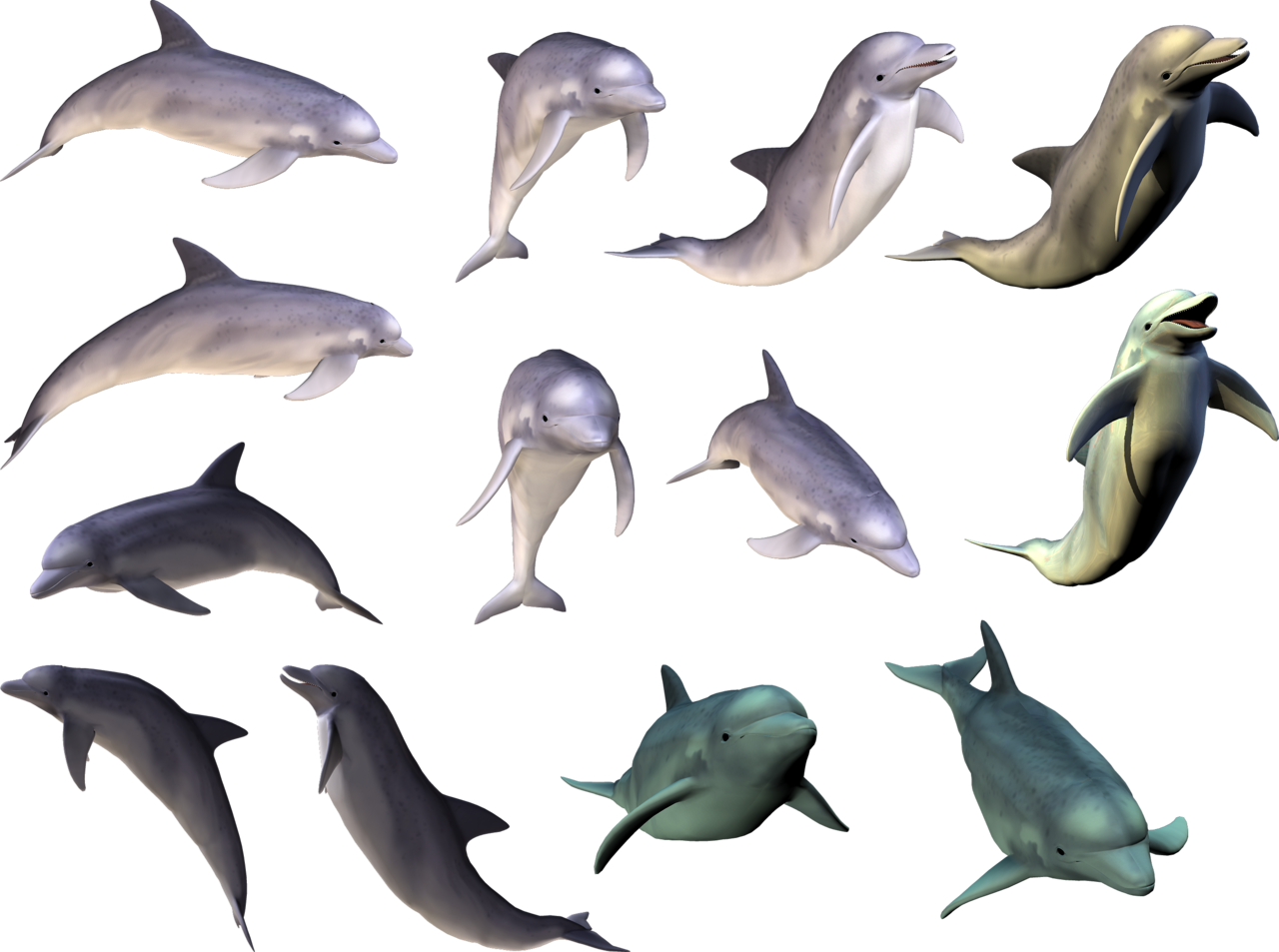 Dolphin Varieties And Colors Free PNG Transparent Background 1280x953px ...