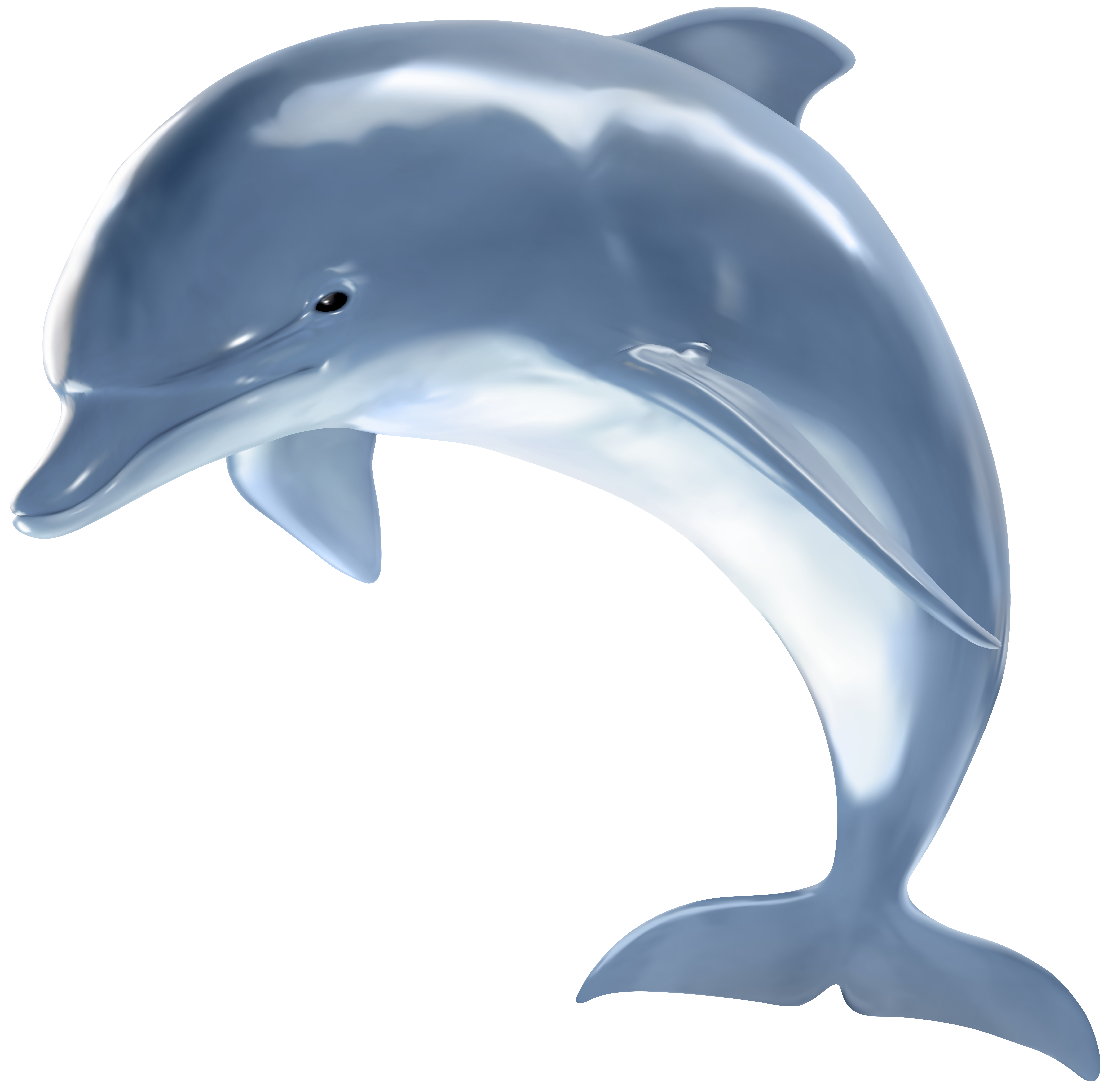 Realistic Blue Bright Dolphin PNG Transparent Background 8000x7893px ...