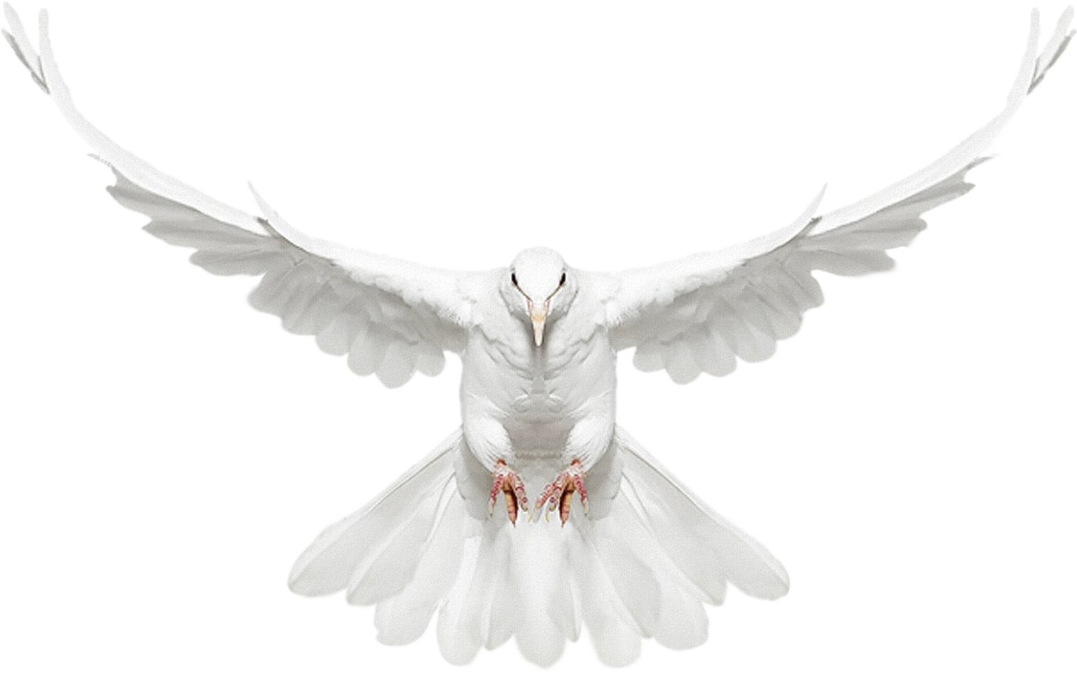 Noble White Flying Dove PNG Transparent Background 1512x949px ...