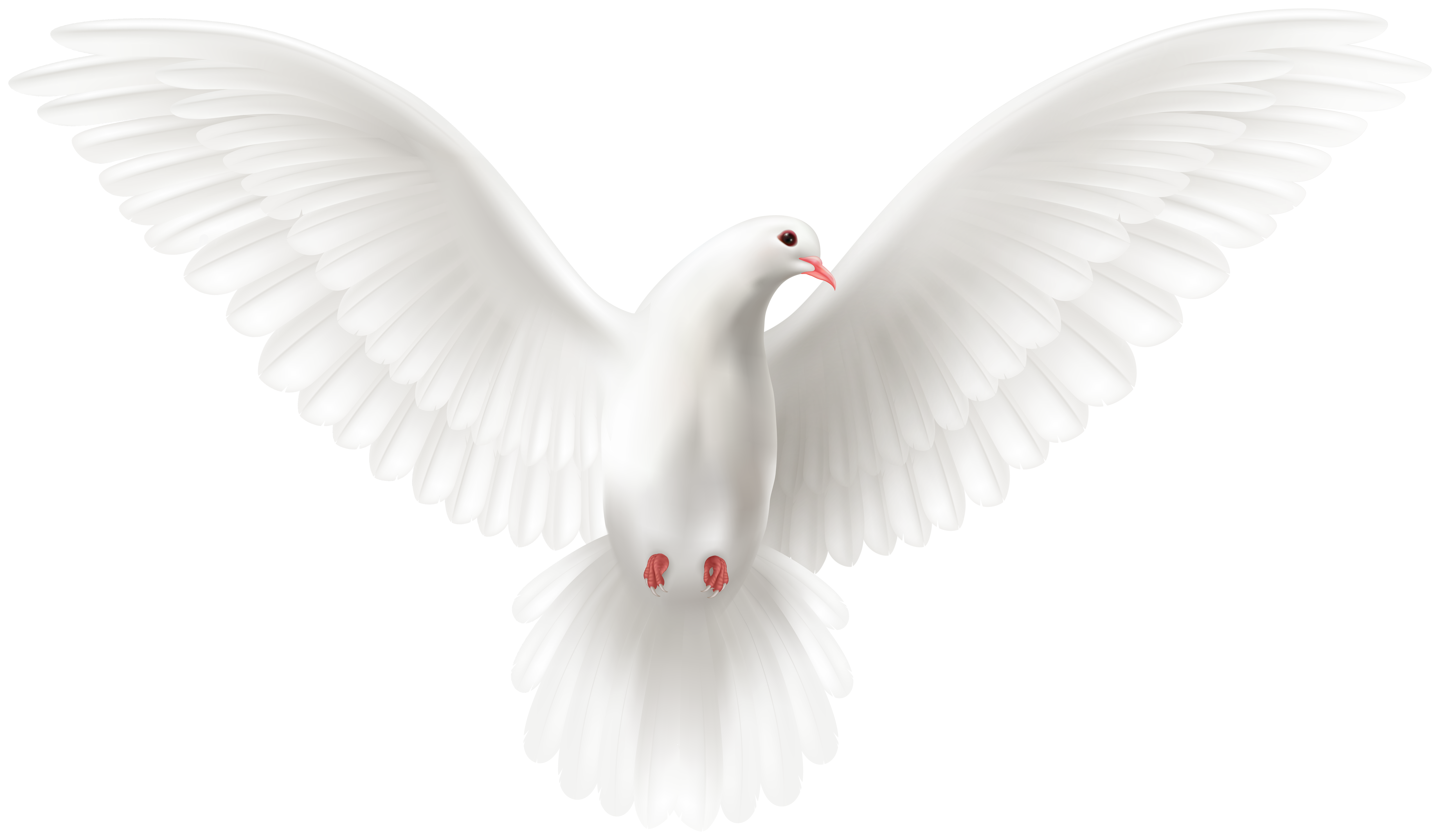 Noble White Flying Dove PNG Transparent Background 1512x949px ...