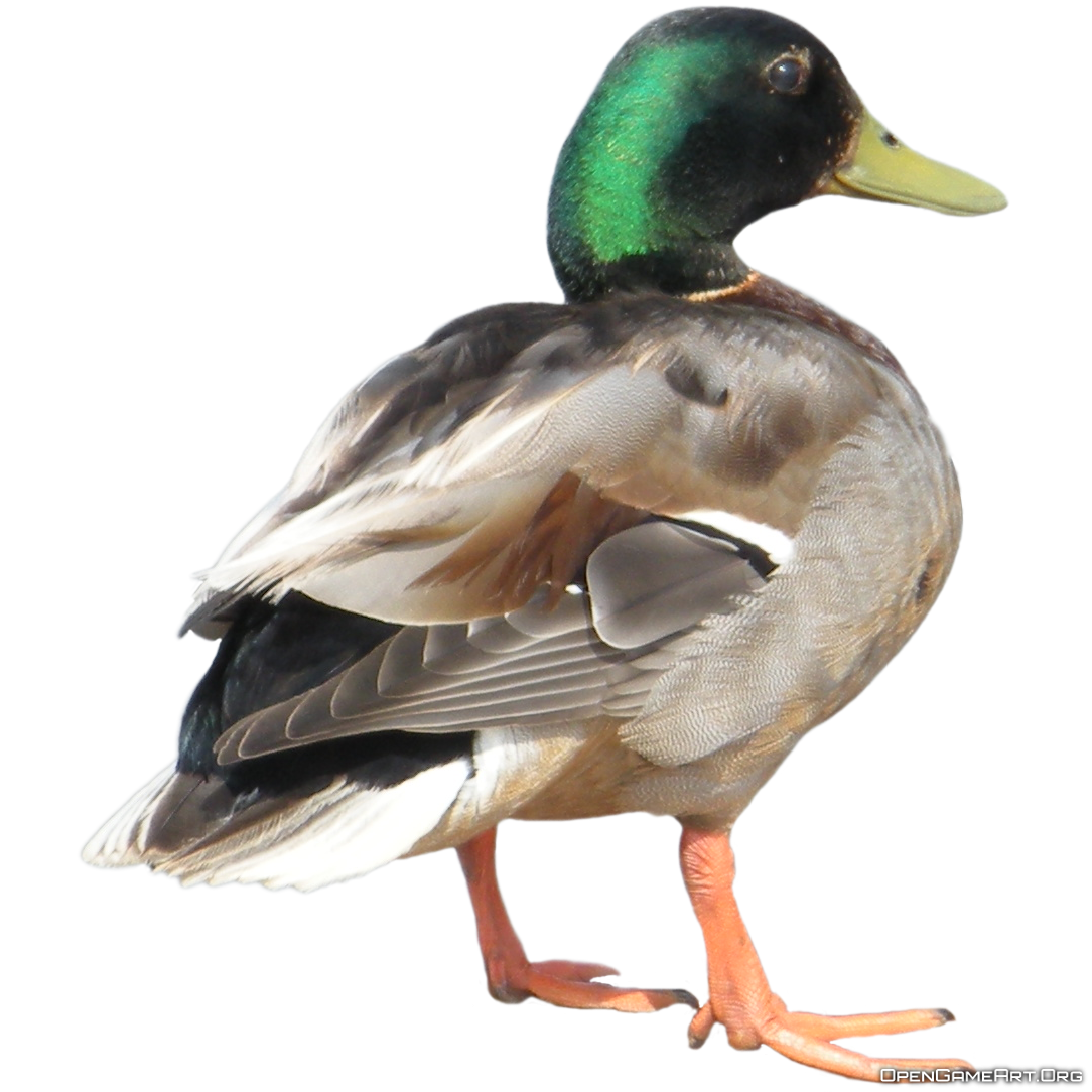 Duck Icon PNG Transparent Background 1084x1084px - Filesize: 879482kb ...