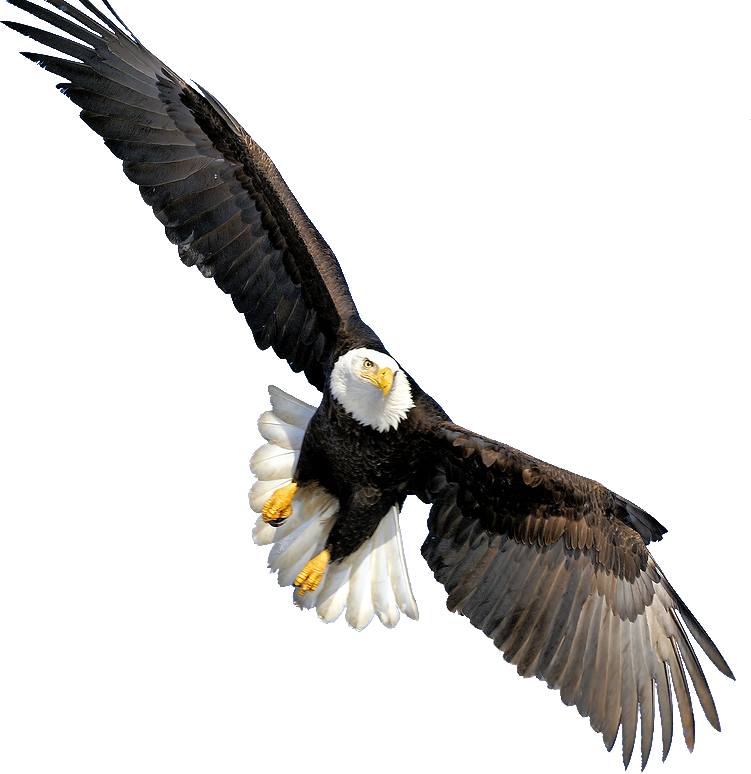 Eagle Vector PNG Transparent Background 751x774px - Filesize: 1121192kb ...