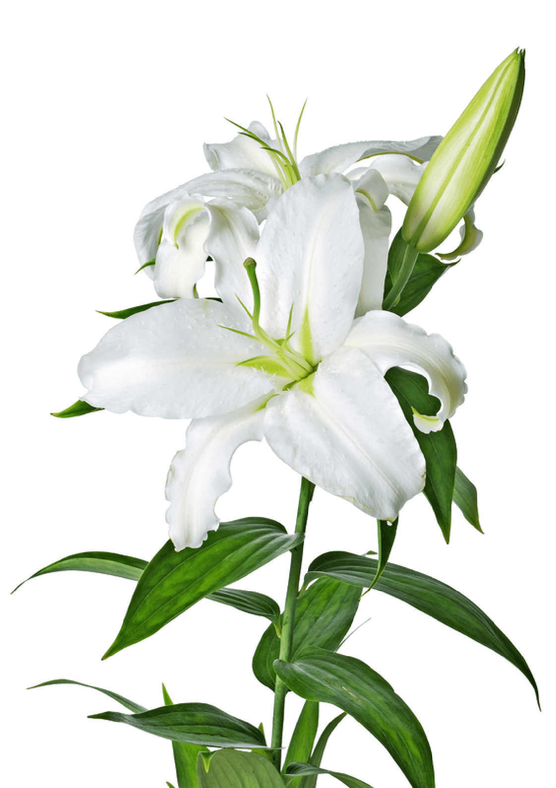 Easter Flower Cut Out PNG Transparent Background 1121x1588px - Filesize ...