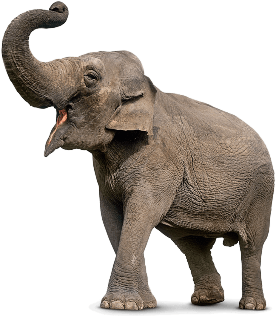 Elephant PNG Vector Images with Transparent background - TransparentPNG