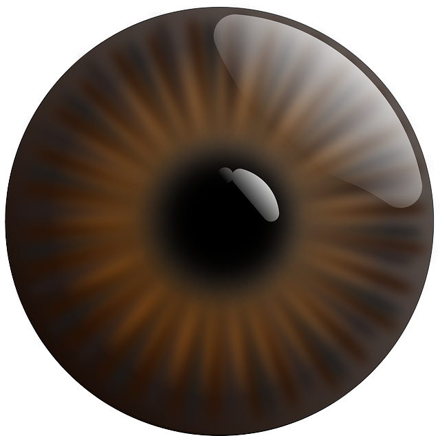 Eye, Realistic, Iris, Brown PNG Transparent Background 640x634px ...