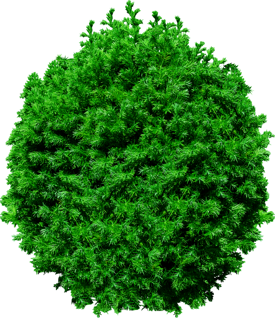 Mixed Fir Tree Hd PNG Transparent Background 900x1042px - Filesize ...