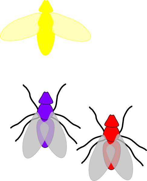 Firefly Cut Out PNG Transparent Background 486x596px - Filesize ...