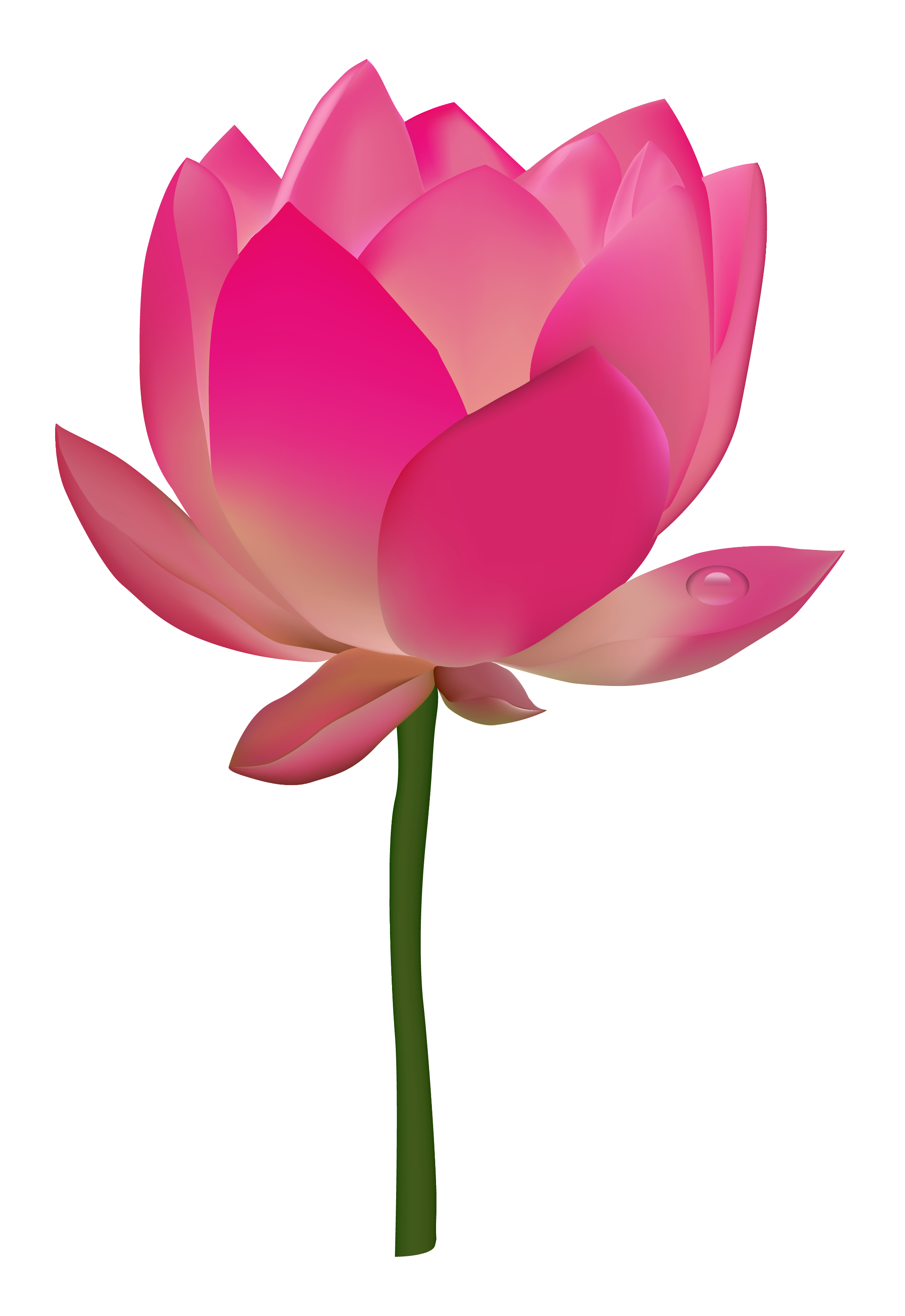 Design Pink Lotus Floral Hd PNG Transparent Background 2200x3200px ...