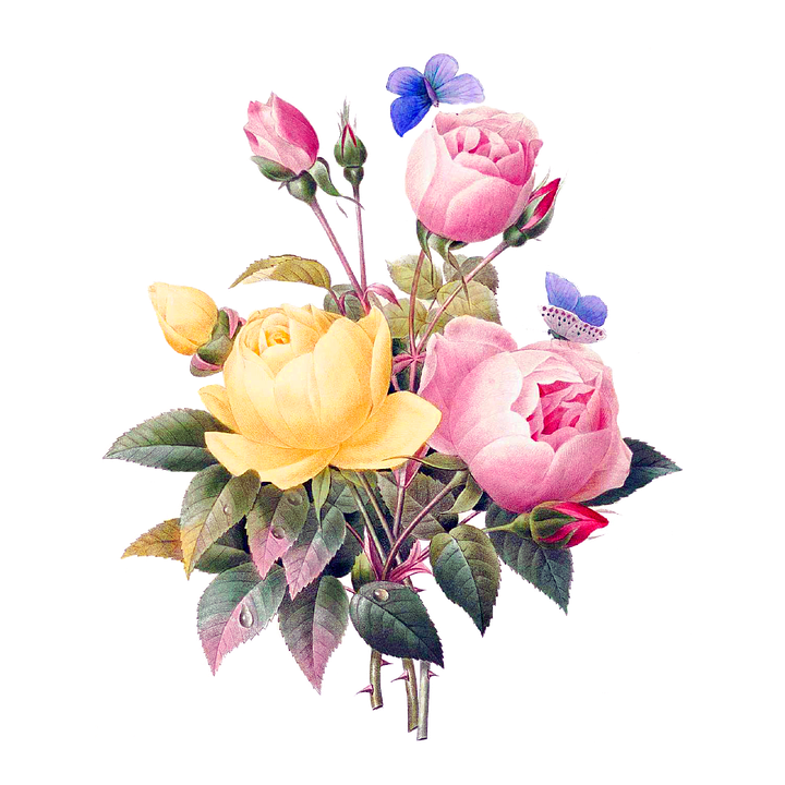 Quality Rose Drawing, Floral Hd PNG Transparent Background 720x720px ...