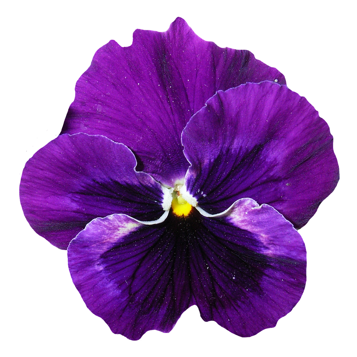 Pansy Flower Purple PNG Transparent Background 1250x1250px - Filesize ...