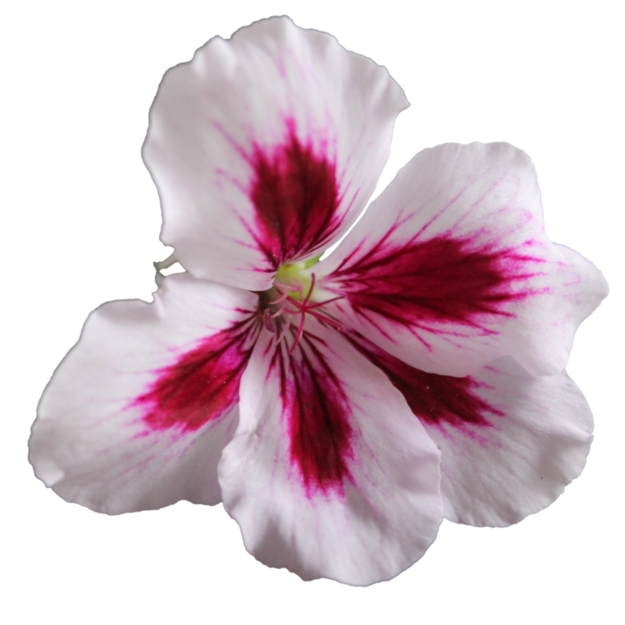 Geranium Flower PNG Transparent Background 894x894px - Filesize ...