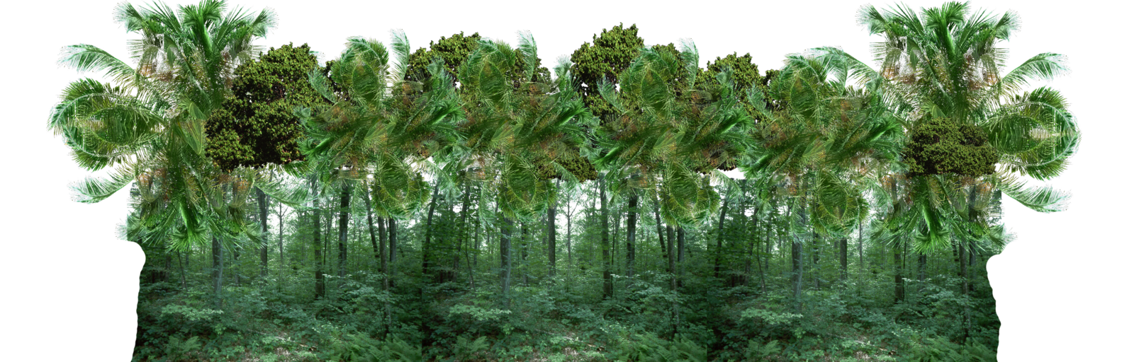 Forest Image PNG Transparent Background 1600x512px - Filesize ...