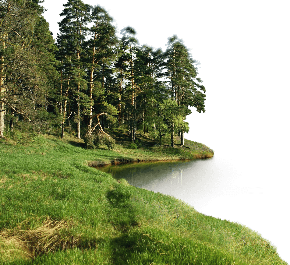 Forest Free PNG Transparent Background 952x870px - Filesize: 424482kb ...