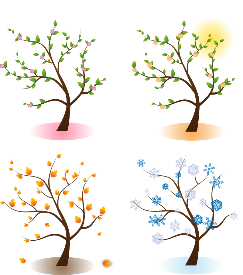 Four Season Trees PNG Transparent Background 800x905px - Filesize ...