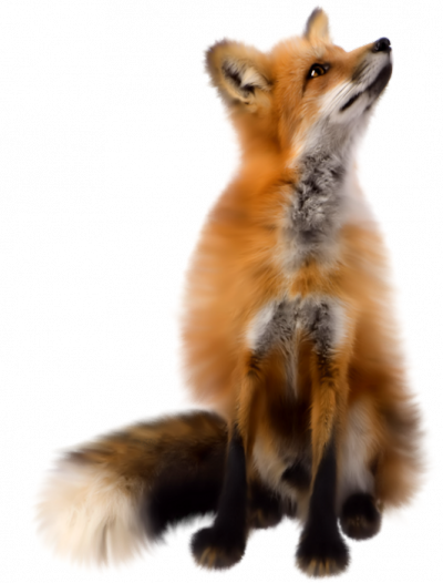 Fox PNG Transparent Background 400x526px - Filesize: 243524kb ...