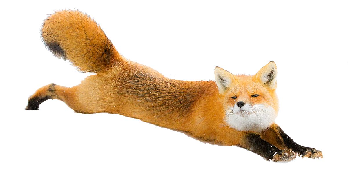 Fox Picture PNG Transparent Background 1200x600px - Filesize: 614786kb ...