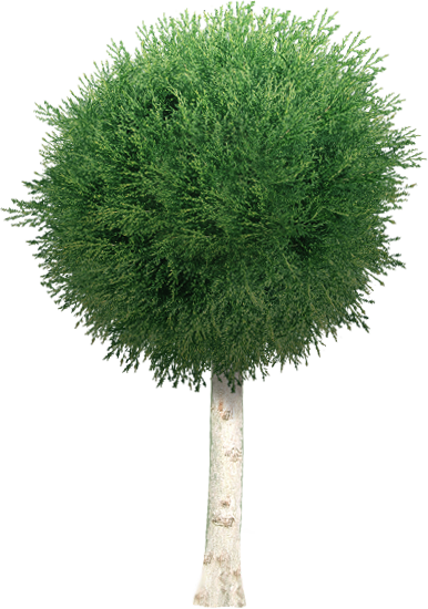 Seeds, Trees, Soil, Quality Tree Garden Free PNG Transparent Background ...