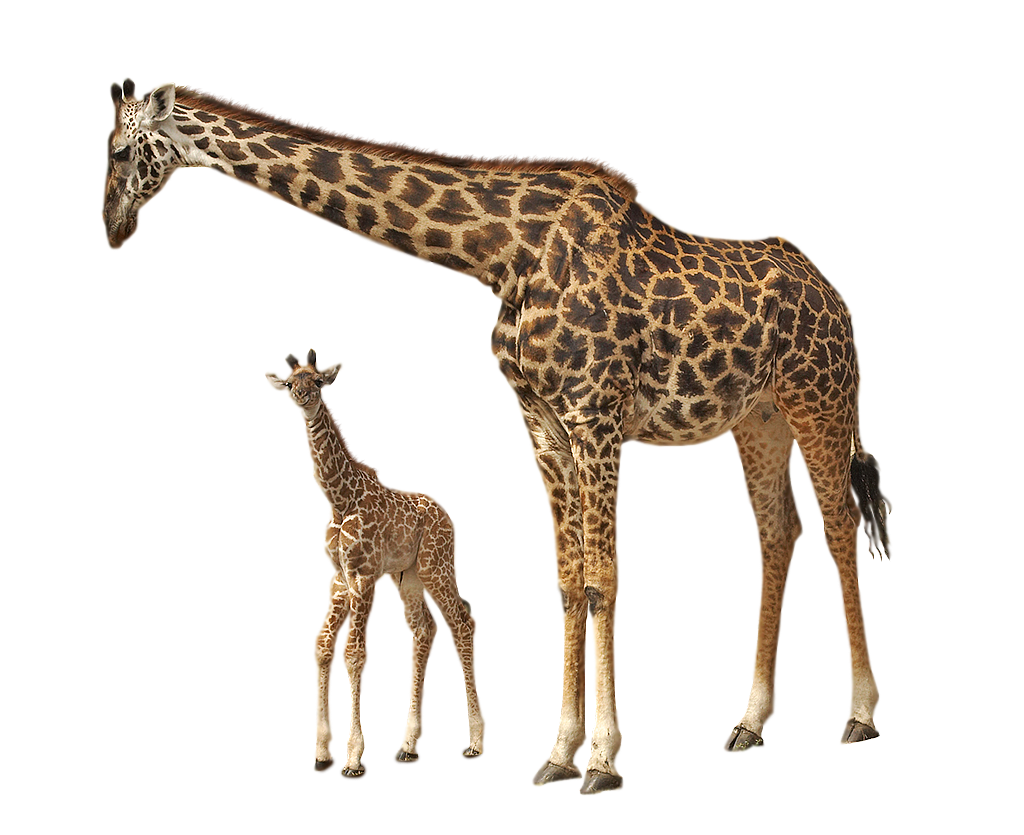 Baby And Mather Giraffe PNG Transparent Background 1024x835px ...