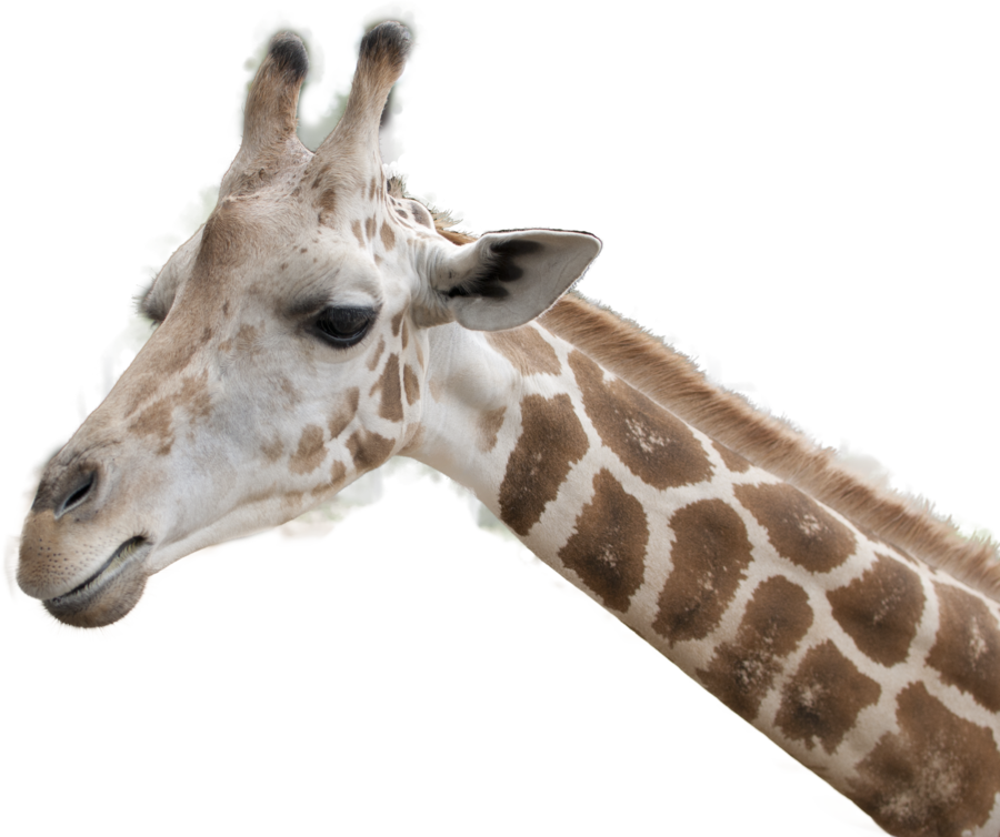 Side View Giraffe Face PNG Transparent Background 900x754px - Filesize ...