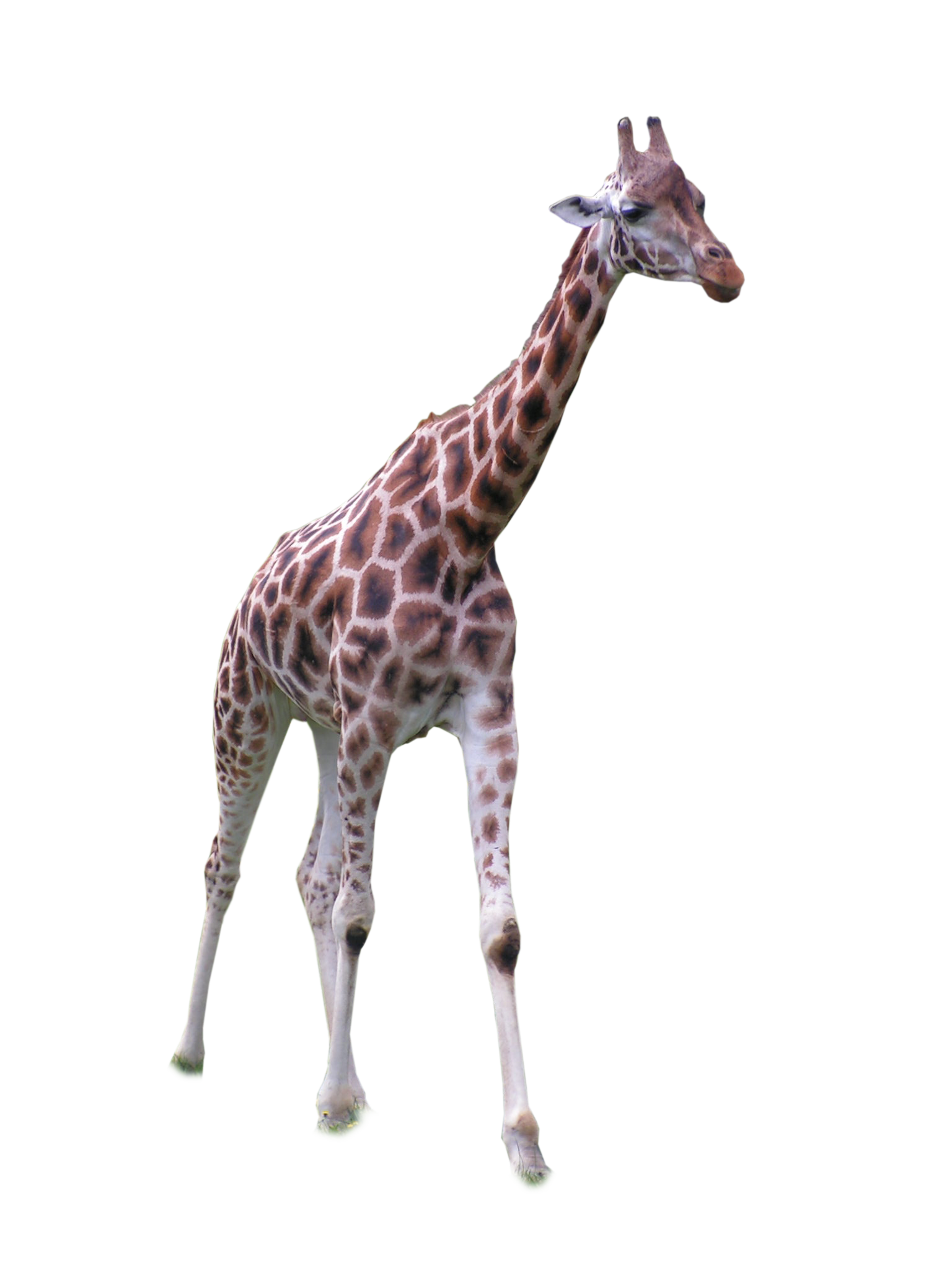 Walking Giraffe PNG Transparent Background 1536x2048px - Filesize ...