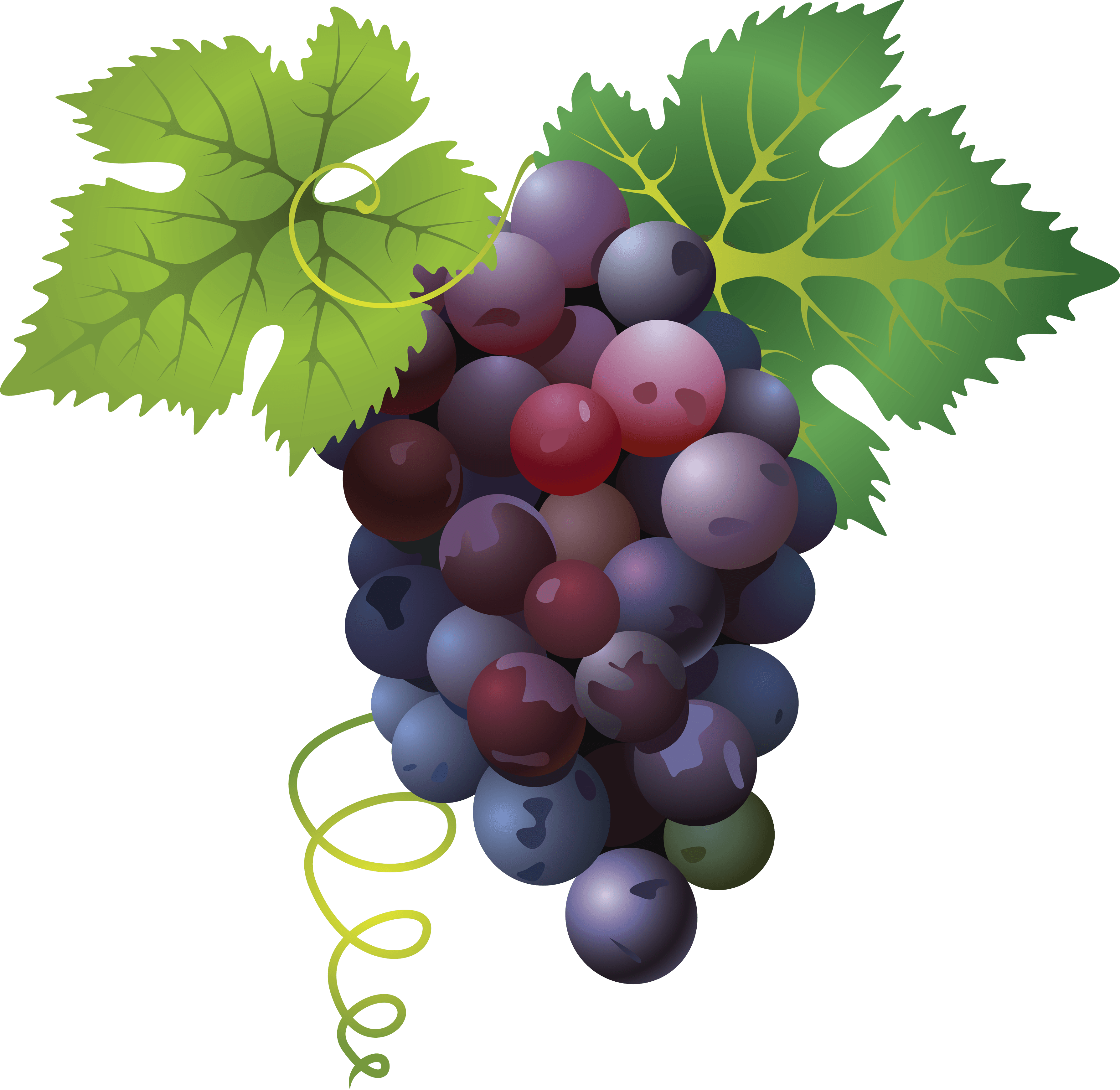Grapes, Grape Purple Images, Grape Leaf PNG Transparent Background ...
