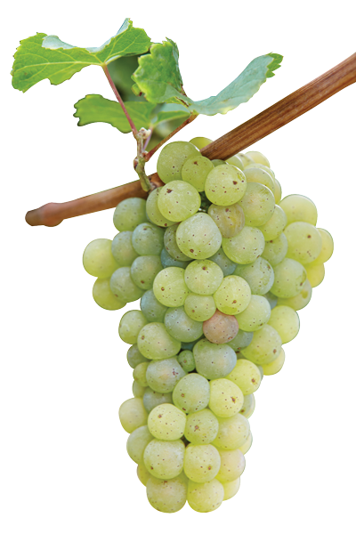 Green Grapes, Grape Branch PNG Transparent Background 400x600px ...