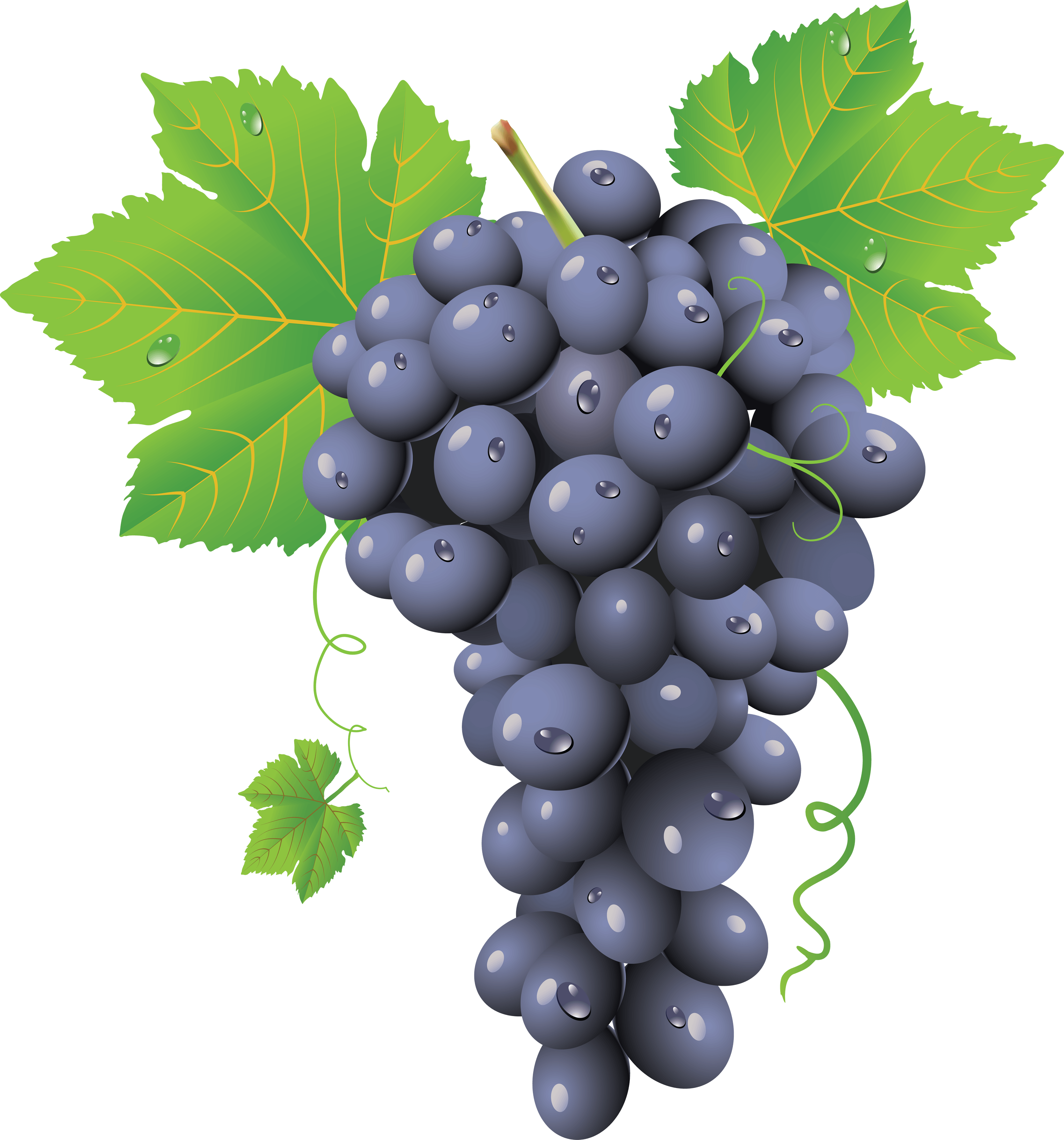 Grape Clipart PNG Transparent Background 3338x3577px - Filesize ...
