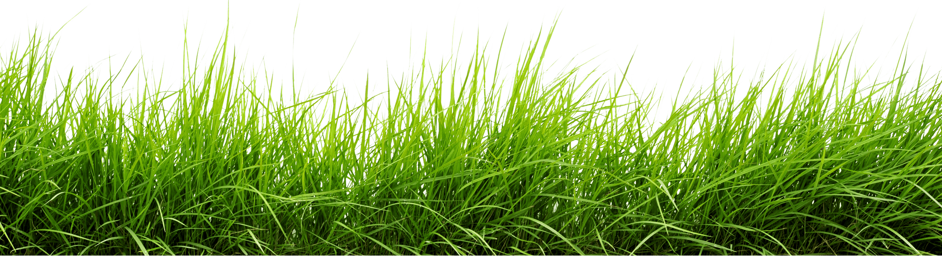 Grass PNG Vector Images with Transparent background - TransparentPNG