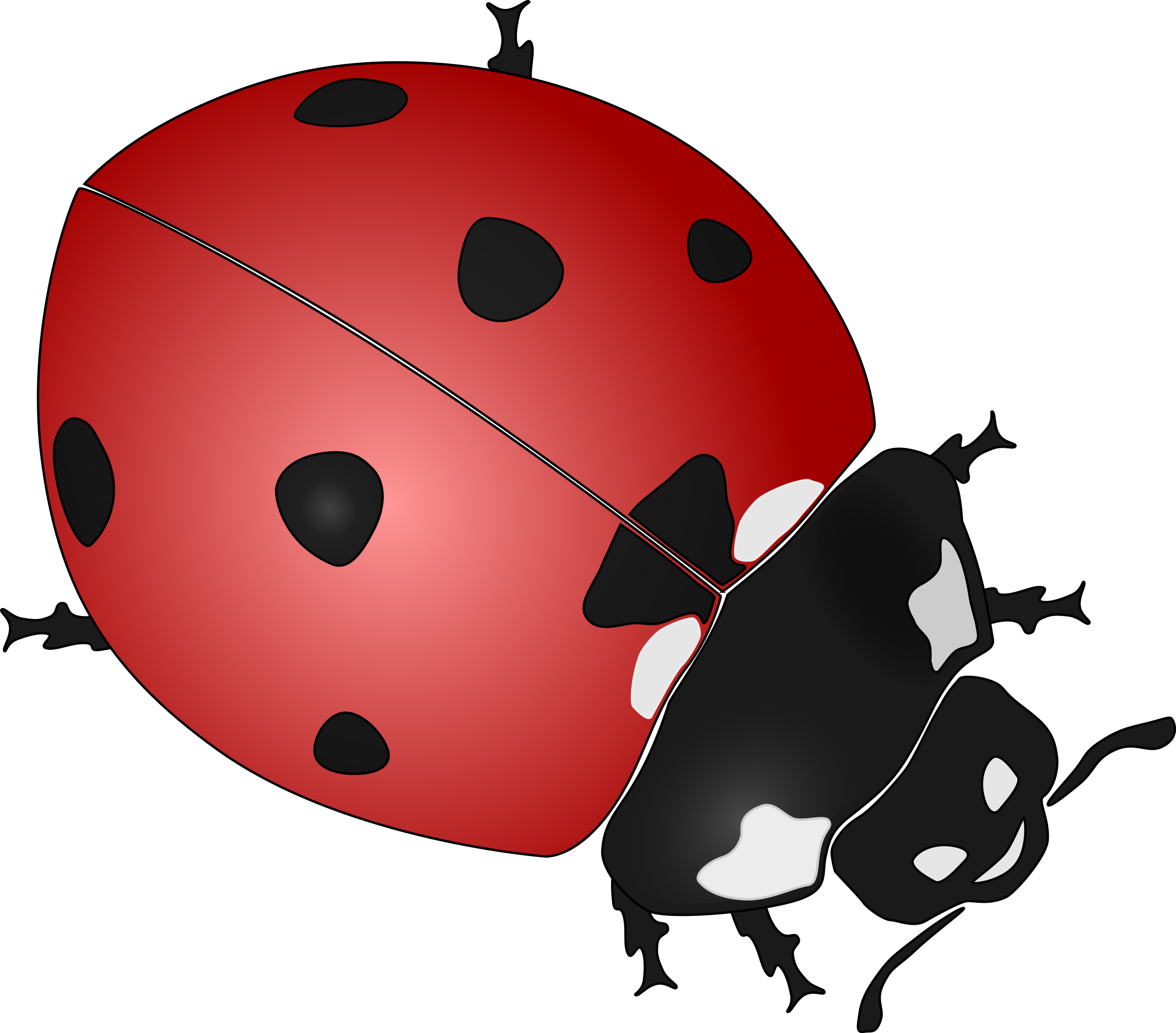 Ladybug PNG Transparent Background 2400x2108px - Filesize: 436120kb ...