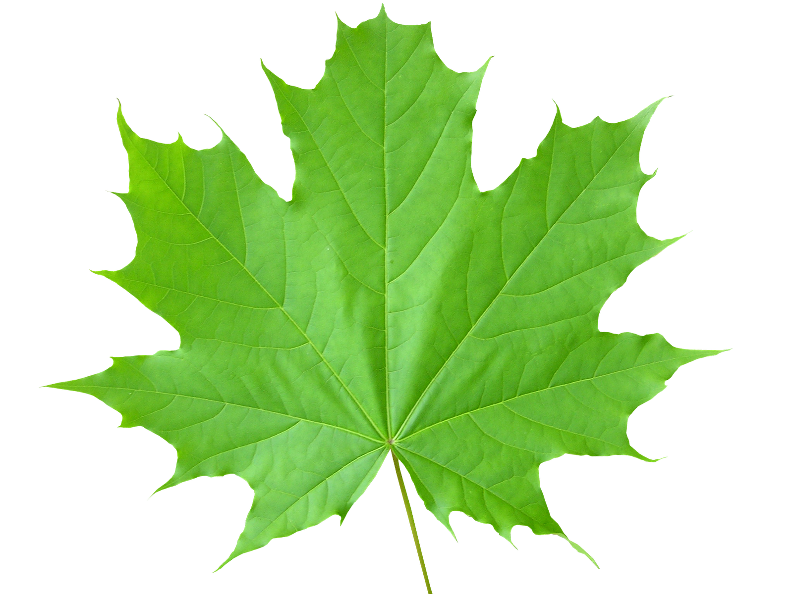 Leaf Vector PNG Transparent Background 1600x1200px - Filesize ...