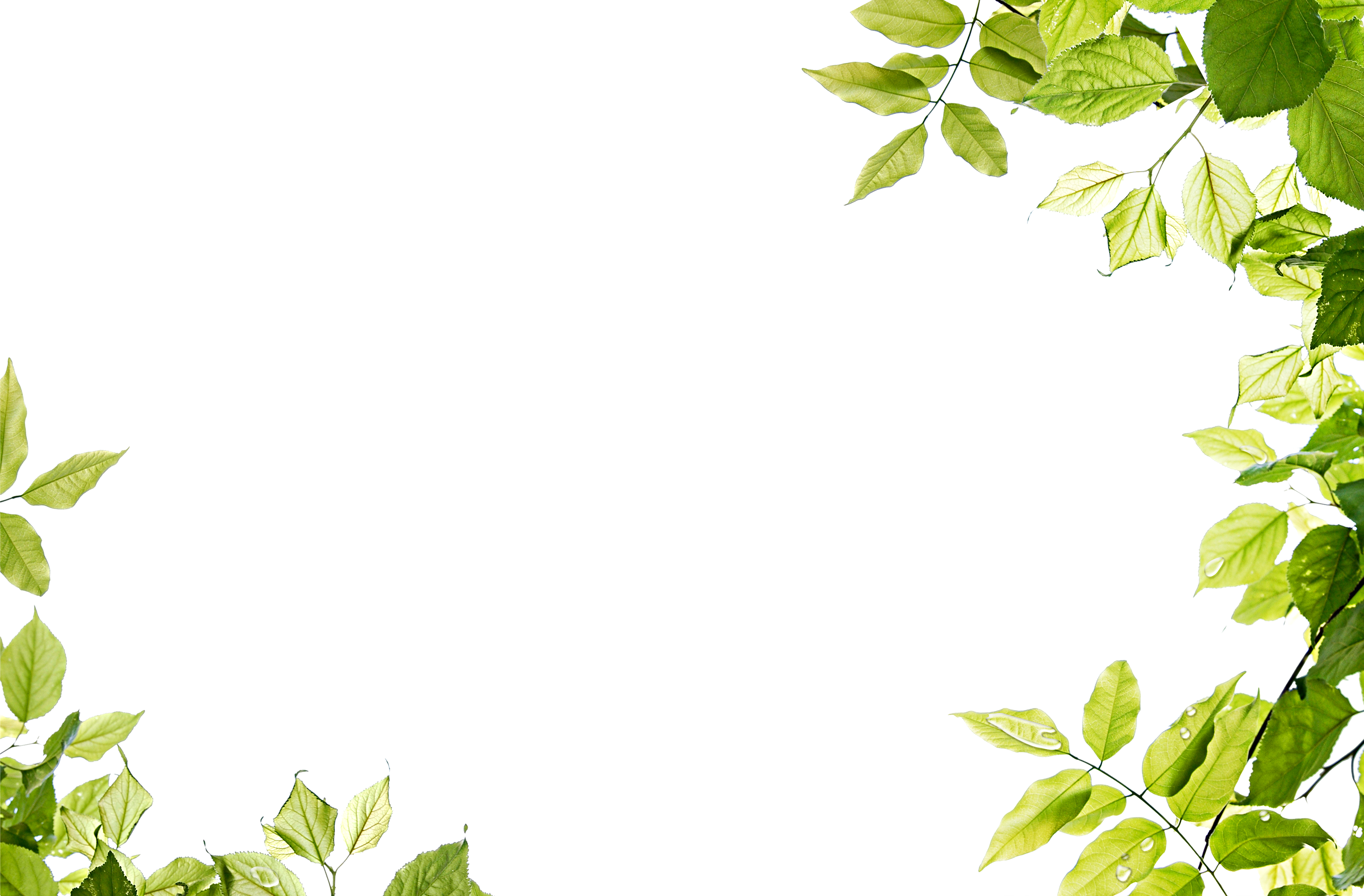 Leaves PNG Vector Images with Transparent background - TransparentPNG