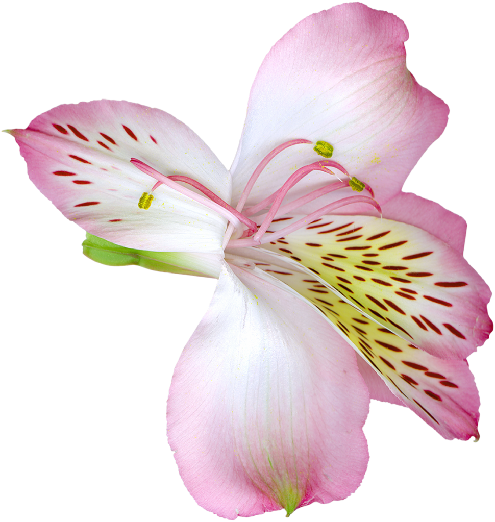 Lilies PNG Transparent Background 970x1023px - Filesize: 1080891kb ...