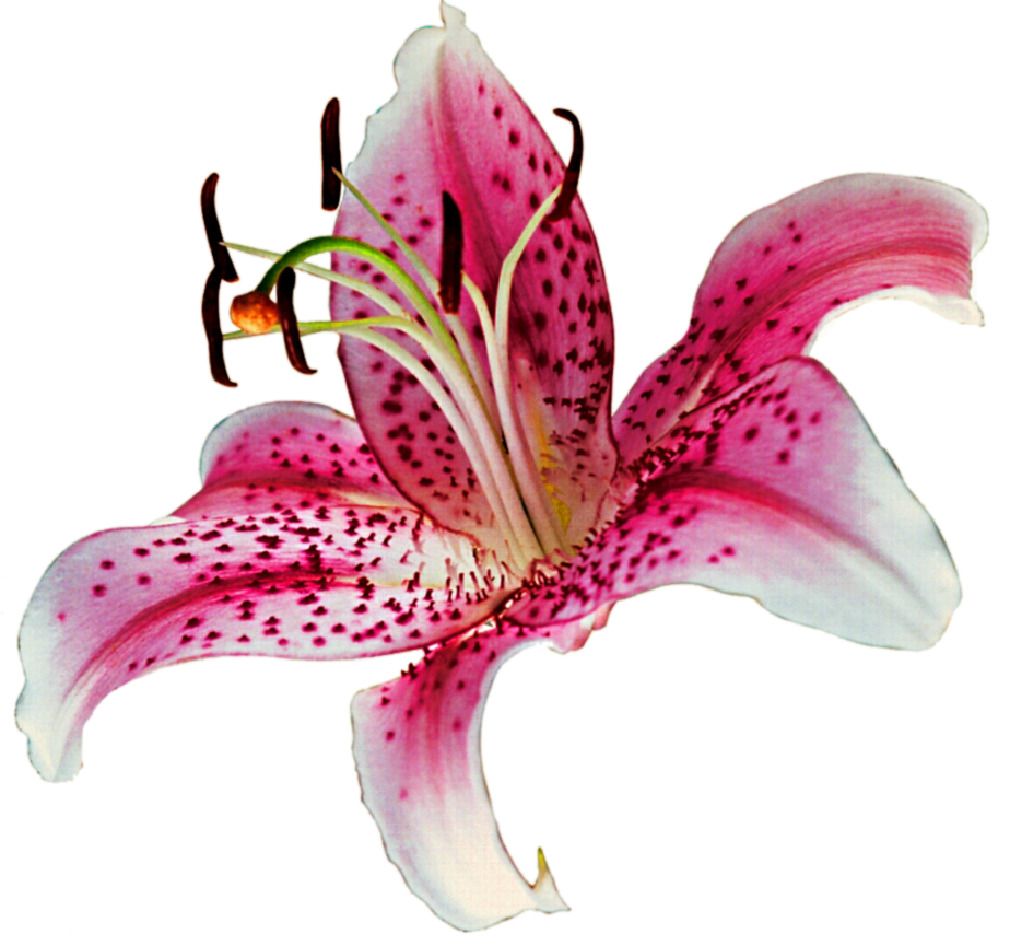 Lily Flower Vector PNG Transparent Background 924x865px - Filesize ...
