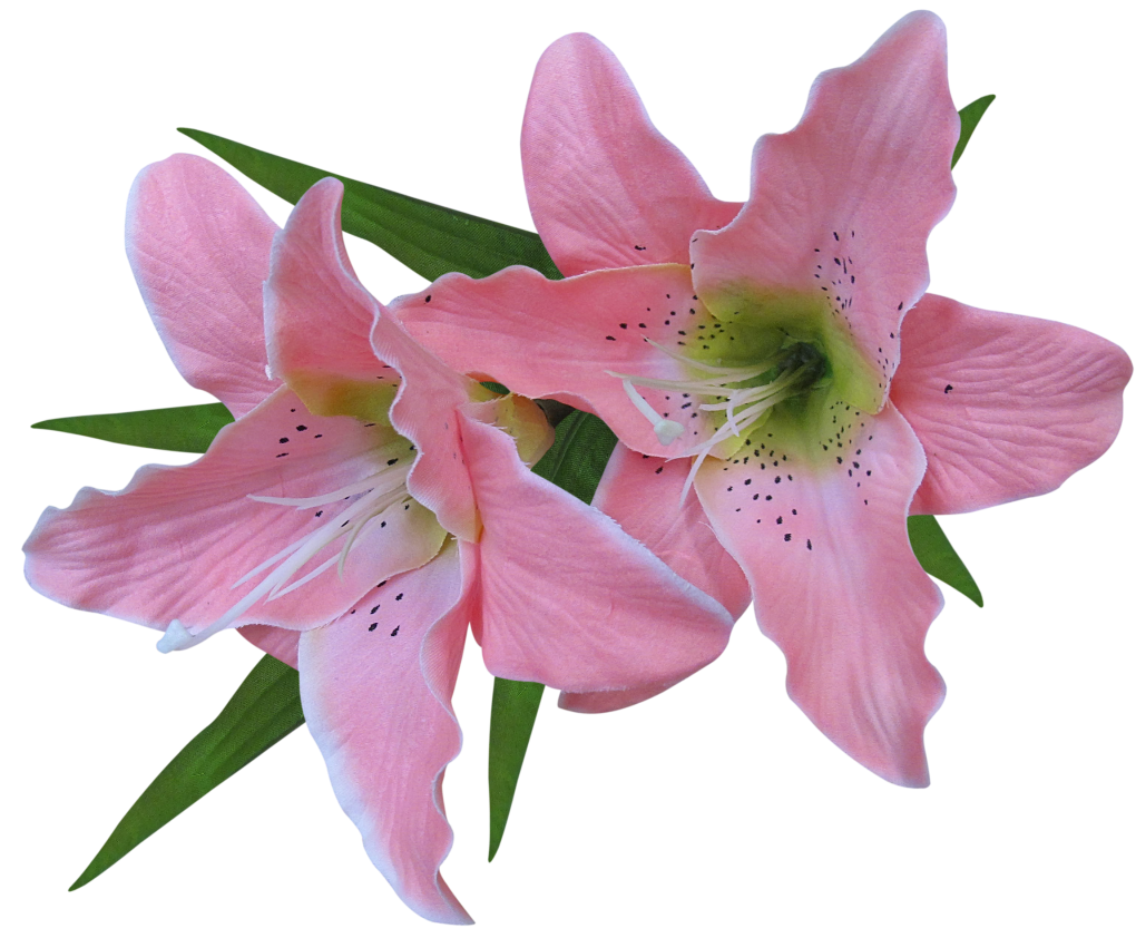 Lily Plant PNG Transparent Background 1020x842px - Filesize: 883956kb ...