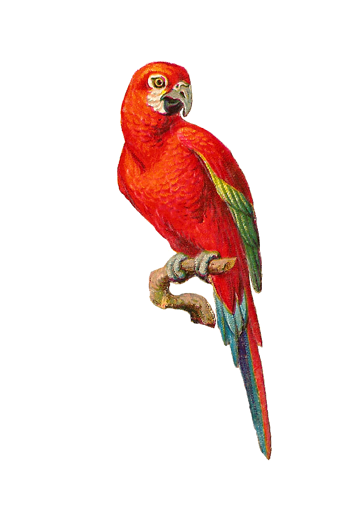 Macaw Image 20 PNG Transparent Background 722x1032px - Filesize ...