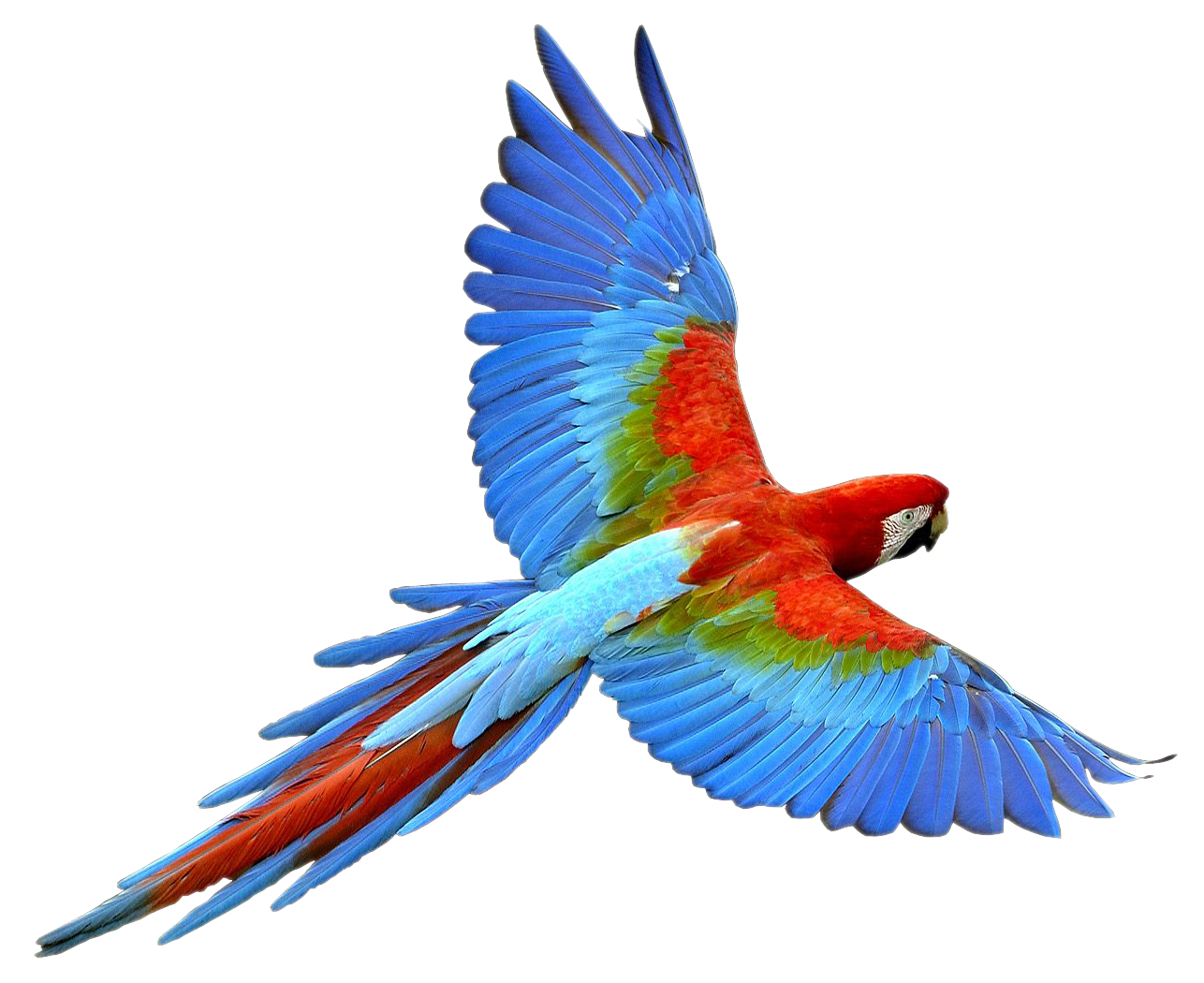 Macaw PNG Transparent Background 1286x1050px - Filesize: 898299kb ...