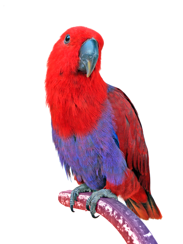 Red Macaw Animal PNG Transparent Background 700x933px - Filesize ...