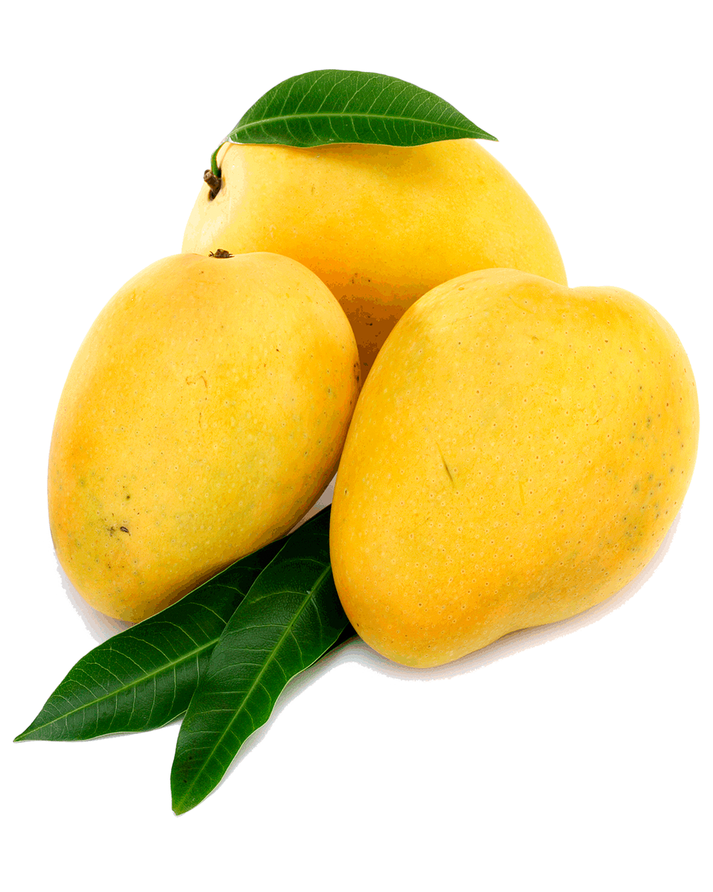 Mango Picture PNG Transparent Background 1000x1250px - Filesize ...