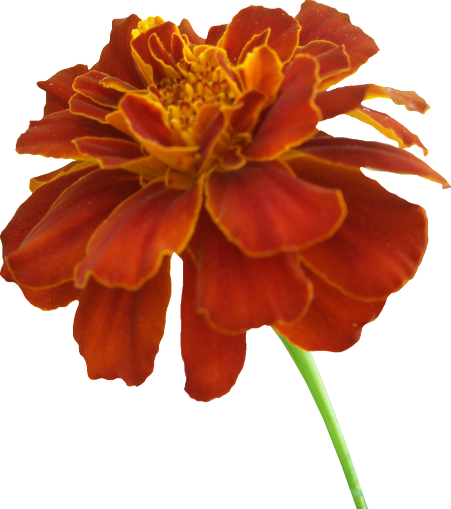 Marigold Vector - 11771 - TransparentPNG