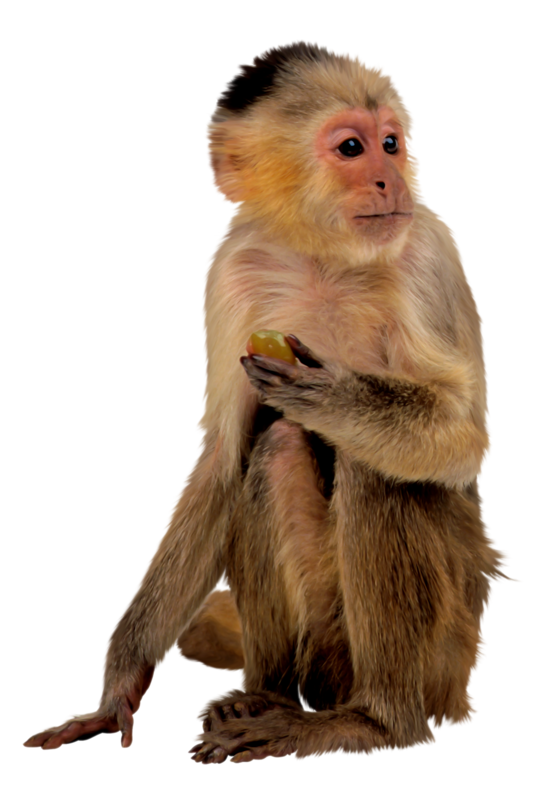 Facing Left Brown Monkey Free Download PNG Transparent Background ...