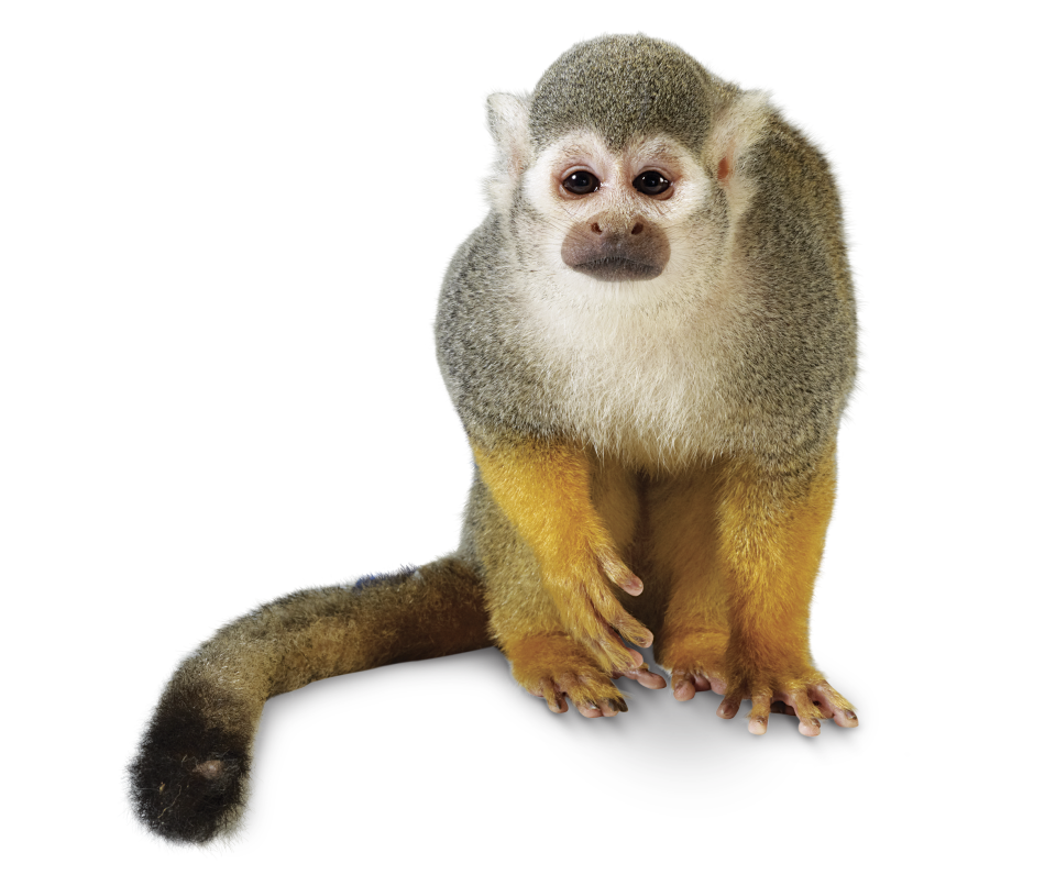 Yellow Gray Monkey Hd PNG Transparent Background 960x796px - Filesize ...